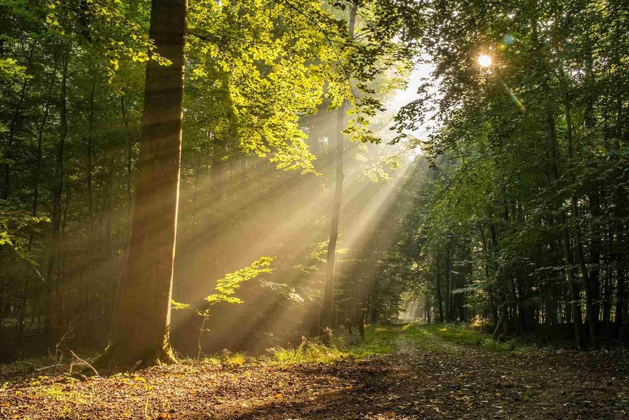 9 Benefits of Sunlight in the Morning and Ways to Get it